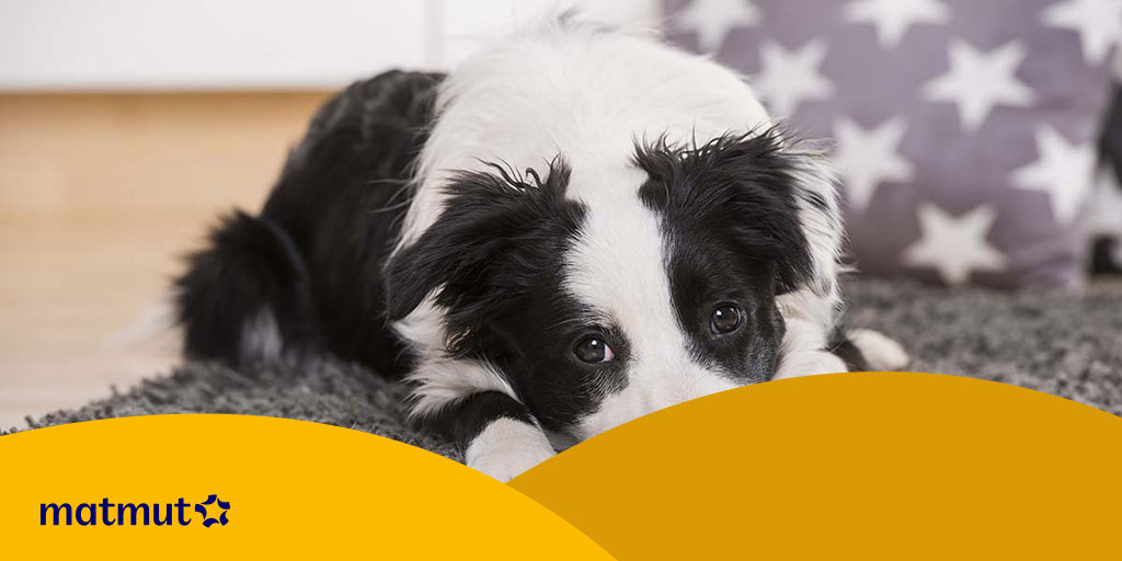 Maladie de Cushing du chien : causes, symptômes et traitements | Matmut