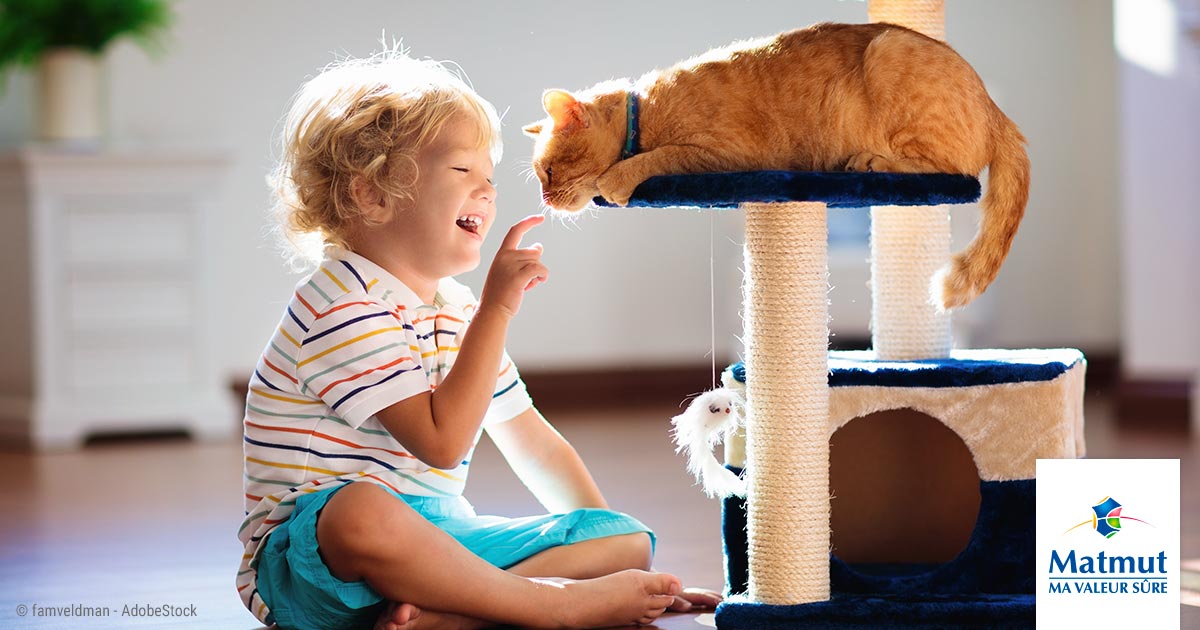 Adopter un chat : quelles questions faut-il se poser