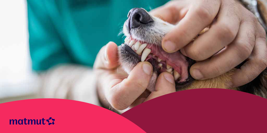 Détartrage pour chien : combien ça coûte ? |Matmut